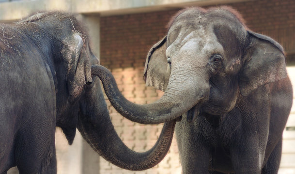 Pachiderma Bilder – Durchsuchen 766 Archivfotos, Vektorgrafiken und ...