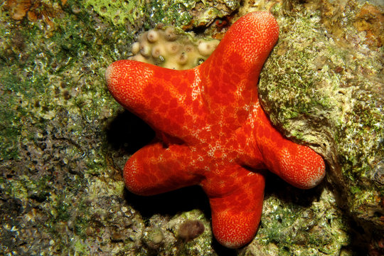 Choriaster Images – Browse 56 Stock Photos, Vectors, and Video | Adobe ...