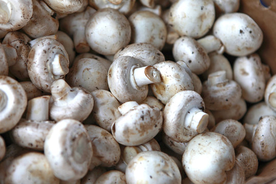 Champignons Billeder – Gennemse 174,925 stockfotos, vektorer og videoer ...
