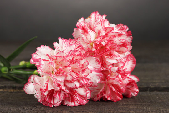รูปภาพCarnations – เลือกดูภาพถ่ายสต็อก เวกเตอร์ และวิดีโอ139,543 ...