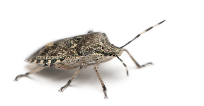 "Stink Bug" Images – Browse 10,534 Stock Photos, Vectors, and Video ...