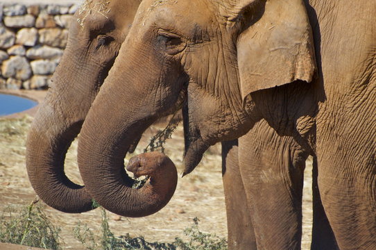 Pachiderma Images – Parcourir 820 le catalogue de photos, vecteurs et ...