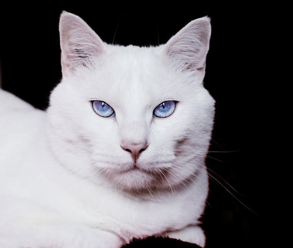 "Yeux Bleux" 影像 – 瀏覽 93 個素材庫相片、向量圖和影片 | Adobe Stock