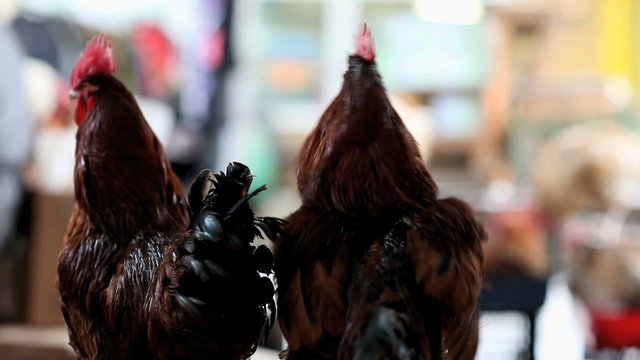 Strong Rooster Images – Browse 3,102 Stock Photos, Vectors, and Video ...