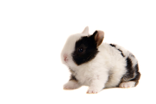 Stallhasen Bilder – Durchsuchen 493 Archivfotos, Vektorgrafiken und ...