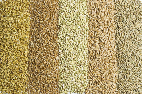 Getreidesorten Bilder – Durchsuchen 9,923 Archivfotos, Vektorgrafiken ...