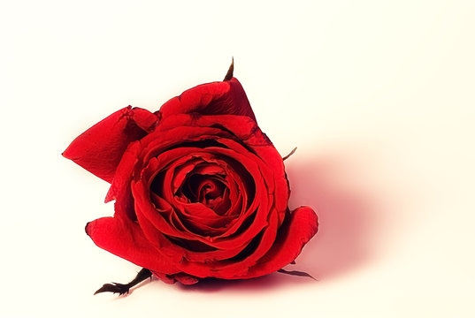 รูปภาพFolwer – เลือกดูภาพถ่ายสต็อก เวกเตอร์ และวิดีโอ409 | Adobe Stock