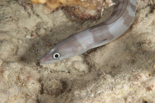 Congrio Images – Browse 323 Stock Photos, Vectors, and Video | Adobe Stock