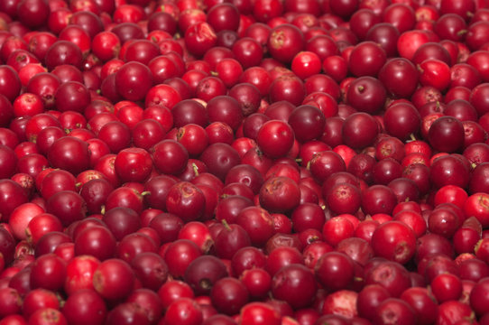 รูปภาพFoxberry – เลือกดูภาพถ่ายสต็อก เวกเตอร์ และวิดีโอ53,865 | Adobe Stock