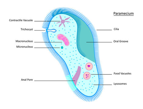 Paramecium Imagens – Procure 1,651 fotos, vetores e vídeos | Adobe Stock