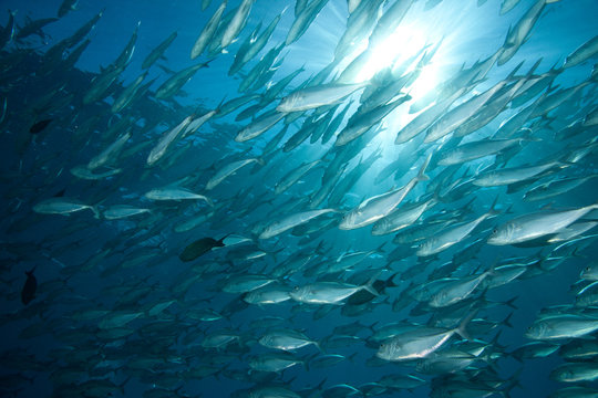 "Banco De Peces" Images – Browse 271 Stock Photos, Vectors, and Video ...