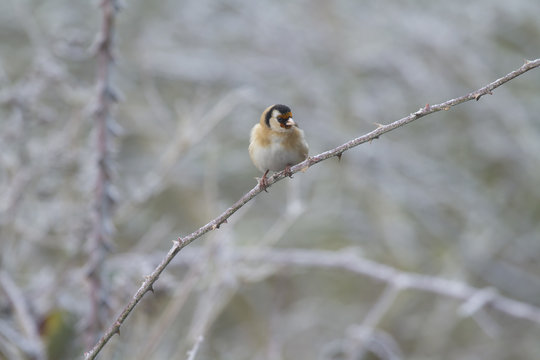 Thistle-Finch Images – Browse 42 Stock Photos, Vectors, and Video ...