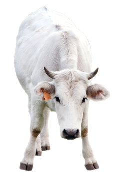 Chianina Bilder – Durchsuchen 859 Archivfotos, Vektorgrafiken und ...