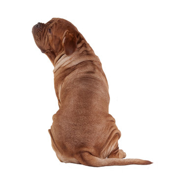 Dog Rear View