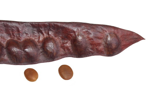 「Acacieae」の画像 - 776 件の Stock 写真、ベクターおよびビデオ | Adobe Stock