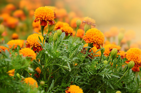 Imagens de Tagette – Explore Fotografias do Stock, Vetores e Vídeos de ...