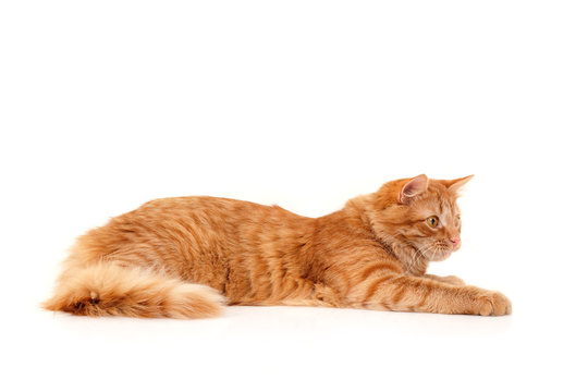 Cat Lying Down Profile