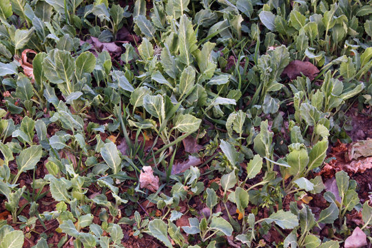 รูปภาพBerzas – เลือกดูภาพถ่ายสต็อก เวกเตอร์ และวิดีโอ87 | Adobe Stock