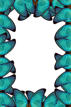 Blue Butterfly Borders