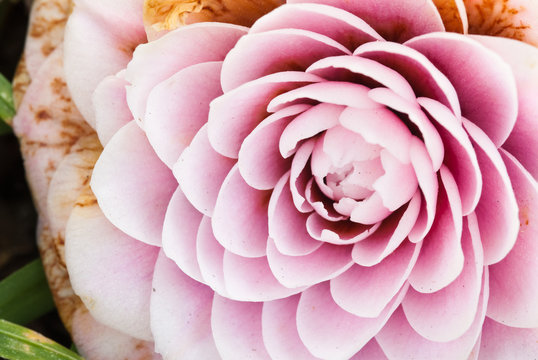 Camellia Images – Browse 41,478 Stock Photos, Vectors, and Video ...