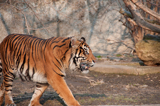 รูปภาพTygrys – เลือกดูภาพถ่ายสต็อก เวกเตอร์ และวิดีโอ697 | Adobe Stock