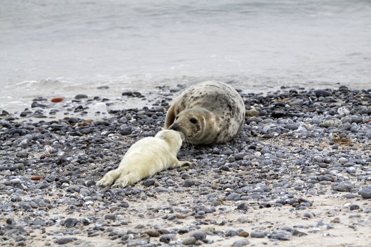 Heuler bilder – Bläddra bland 591 stockfoton, vektorer och videor ...