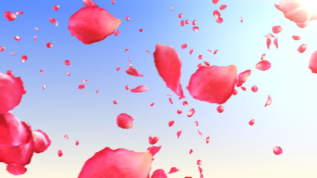 Rose Petals Falling From Sky