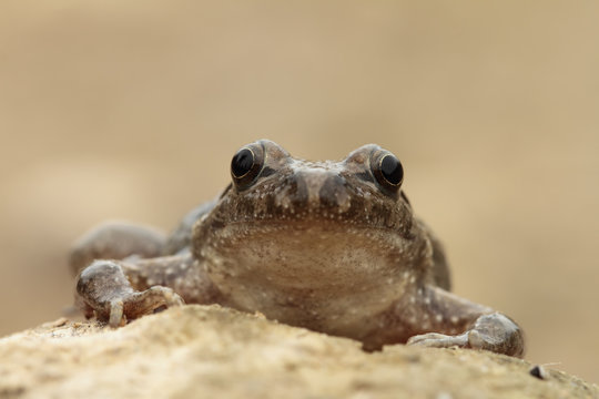 「Batracio」の写真素材 | 68件の無料イラスト画像 | Adobe Stock