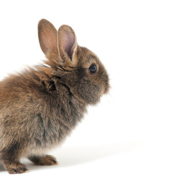 Karnickel 画像 - 参照 1,887 Stock 写真、ベクターおよびビデオ | Adobe Stock