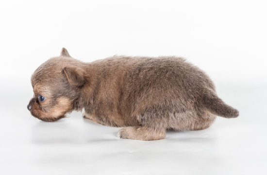 รูปภาพWelph – เลือกดูภาพถ่ายสต็อก เวกเตอร์ และวิดีโอ242 | Adobe Stock