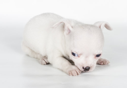 รูปภาพWelph – เลือกดูภาพถ่ายสต็อก เวกเตอร์ และวิดีโอ242 | Adobe Stock