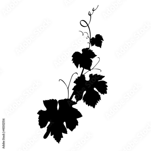 "Weinrebe" Stockfotos und lizenzfreie Vektoren auf Fotolia.com - Bild ...