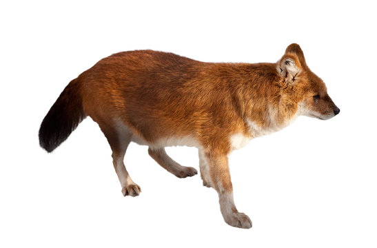 "Chinese Dhole" Images – Browse 312 Stock Photos, Vectors, and Video ...