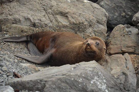 รูปภาพSomnoler – เลือกดูภาพถ่ายสต็อก เวกเตอร์ และวิดีโอ127 | Adobe Stock