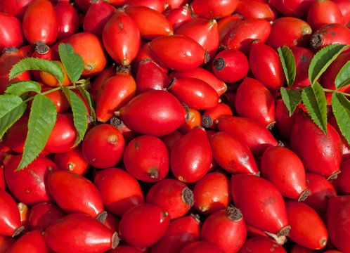 รูปภาพHagebutte – เลือกดูภาพถ่ายสต็อก เวกเตอร์ และวิดีโอ5,210 | Adobe Stock