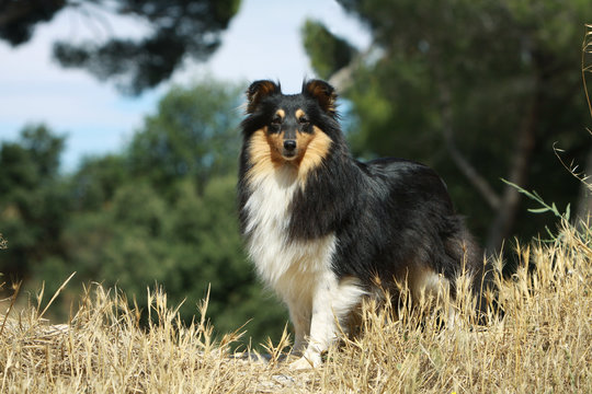 Imágenes de Mini-Colley: descubre bancos de fotos, ilustraciones ...