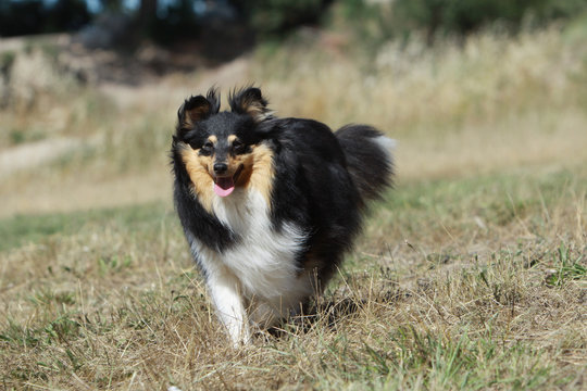 Mini-Colley Images – Browse 31 Stock Photos, Vectors, and Video | Adobe ...