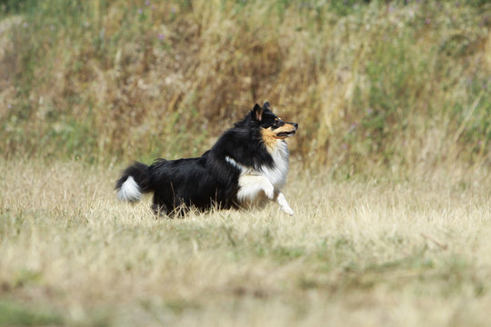 Mini-Colley Images – Browse 31 Stock Photos, Vectors, and Video | Adobe ...