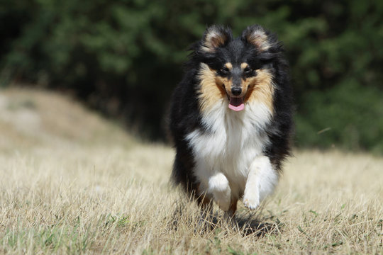 Mini-Colley Bilder – Durchsuchen 31 Archivfotos, Vektorgrafiken und ...