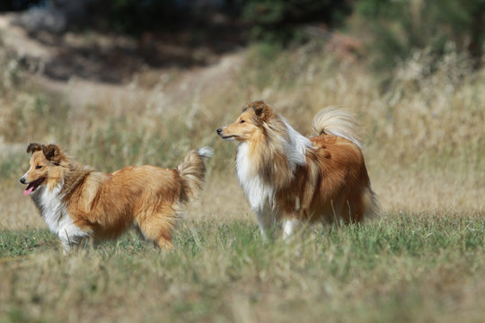 Mini-Colley bilder – Bläddra bland 31 stockfoton, vektorer och videor ...