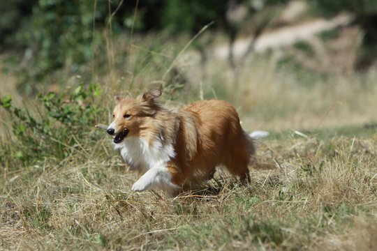 Mini-Colley Images – Browse 31 Stock Photos, Vectors, and Video | Adobe ...