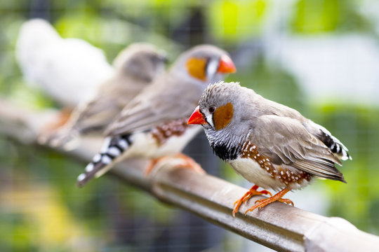 Bengale bilder – Bläddra bland 1,699 stockfoton, vektorer och videor ...