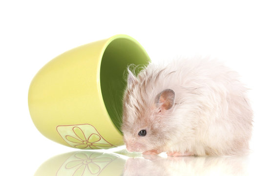 Hamsterbacken Bilder – Durchsuchen 1,862 Archivfotos, Vektorgrafiken ...