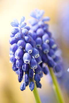 Perlhyazinthe Imagens – Procure 212 fotos, vetores e vídeos | Adobe Stock