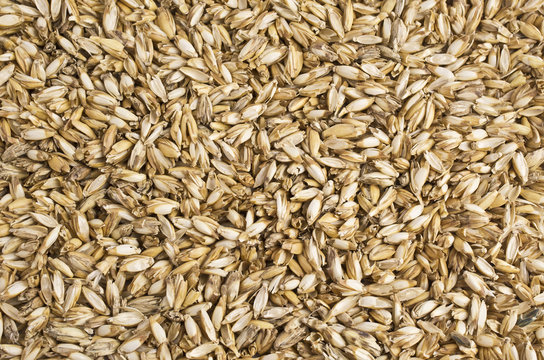 รูปภาพSpelz – เลือกดูภาพถ่ายสต็อก เวกเตอร์ และวิดีโอ245 | Adobe Stock