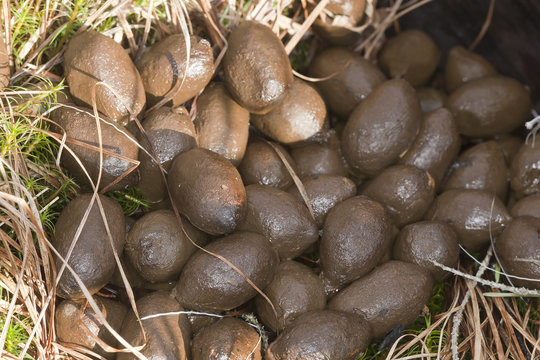 Moose-Dung Images – Browse 1 Stock Photos, Vectors, and Video | Adobe Stock