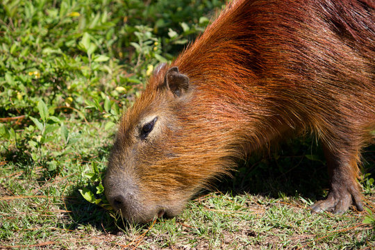 รูปภาพCapivara – เลือกดูภาพถ่ายสต็อก เวกเตอร์ และวิดีโอ13,255 | Adobe Stock