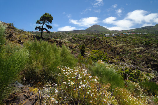 「Bilma」の写真素材 | 37件の無料イラスト画像 | Adobe Stock