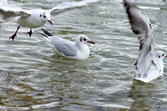 See-Gull Images – Browse 9 Stock Photos, Vectors, and Video | Adobe Stock