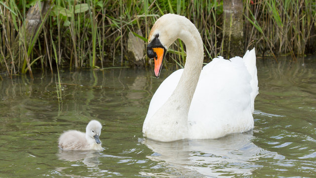 Cygnet Images – Browse 23,480 Stock Photos, Vectors, and Video | Adobe ...